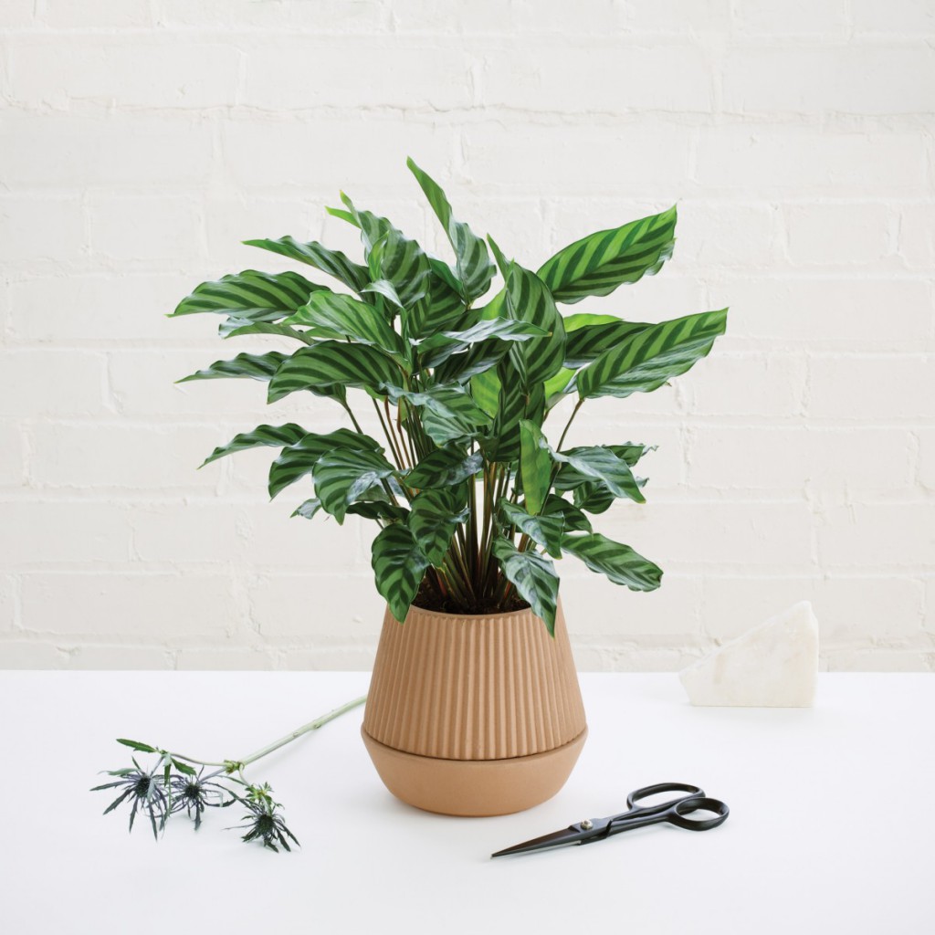 Umbra, du design ludique et coloré - Frenchy Fancy