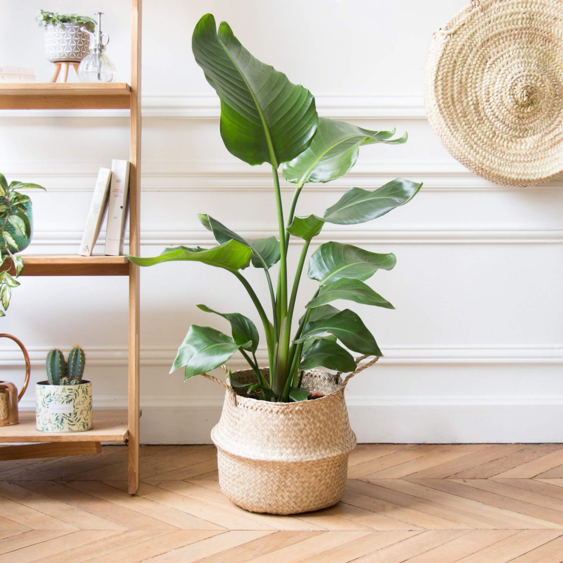 Les plus belles plantes d'intérieur - Frenchyfancy